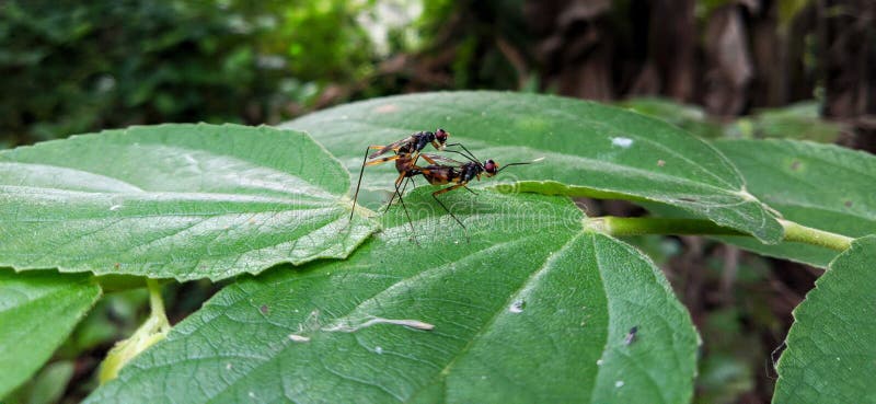 Two insects on a leaf stock image. Image of invertebrate - 243529749