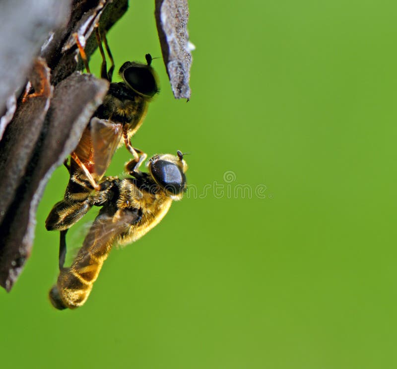 Two Insects Making Love On A Tree Stock Photo - Image of reproductive ...