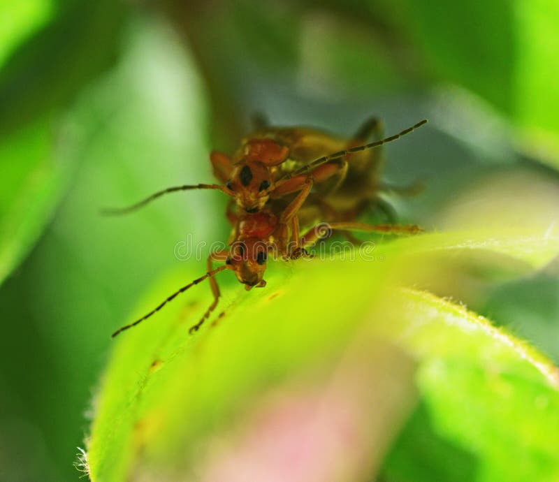 Two insects mating stock photo. Image of elateroidea - 36506212