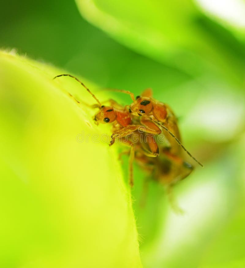 Two insects mating stock photo. Image of brown, mate - 36506218