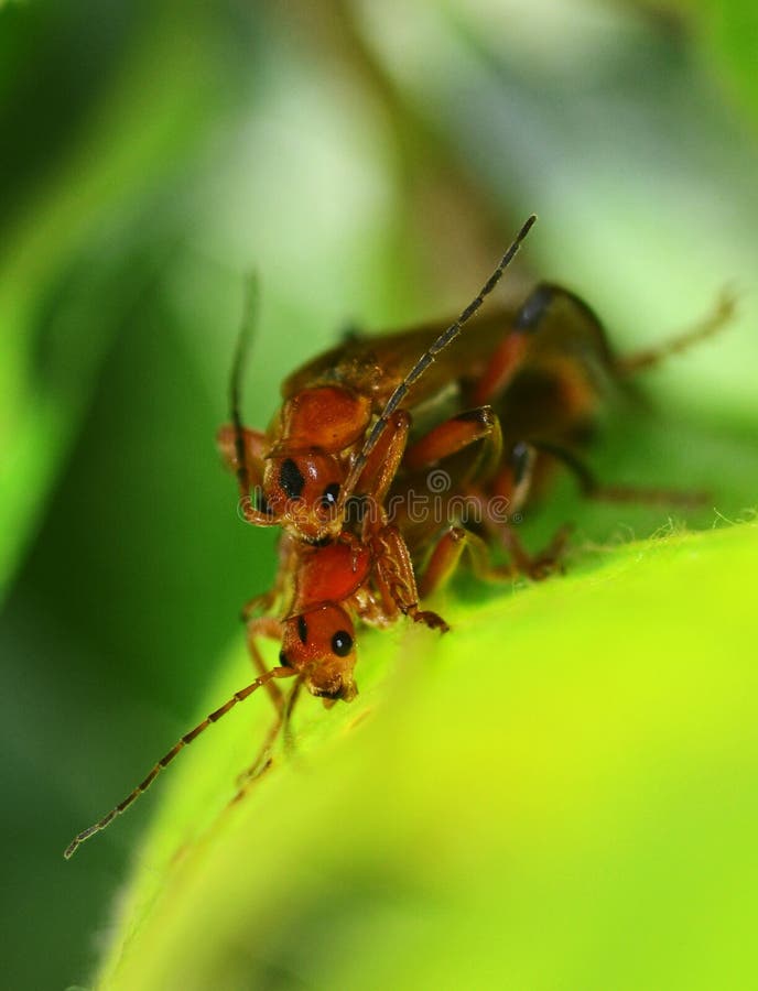 Two insects mating stock photo. Image of fauna, nature - 36506242