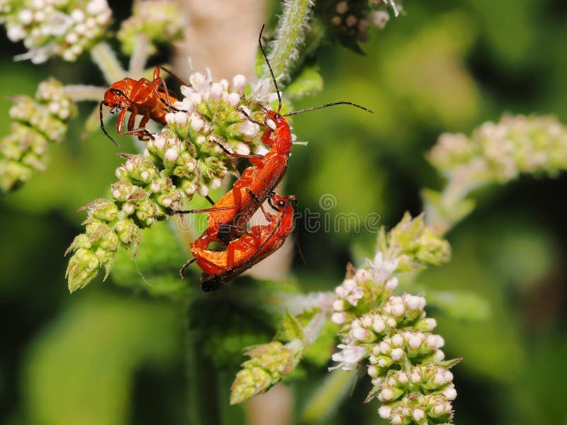 Insects Mating stock photo. Image of production, mating - 34804738