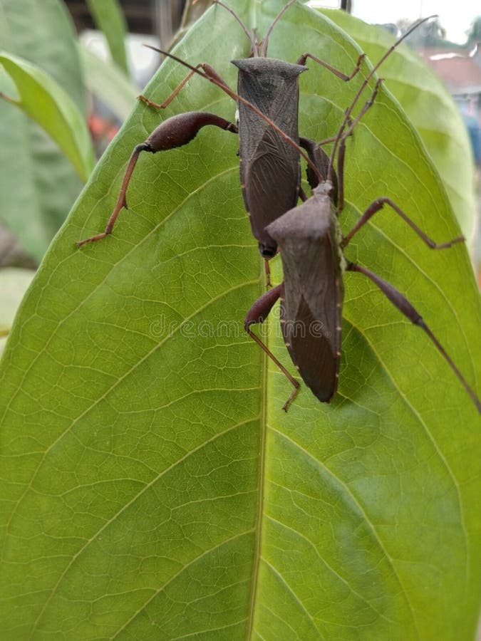 Two Insects Perched on a Leaf Stock Photo - Image of leaf, insects ...
