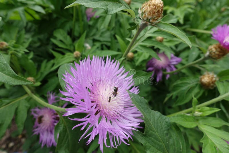 Two Insects Pollinating Pink Flower of Centaurea Dealbata in May Stock ...
