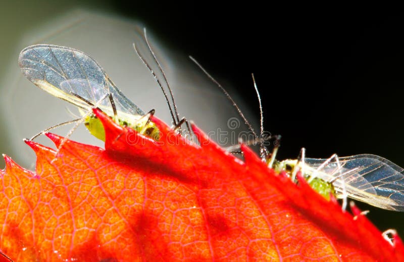 1,303 Spring Leg Insects Stock Photos - Free & Royalty-Free Stock ...