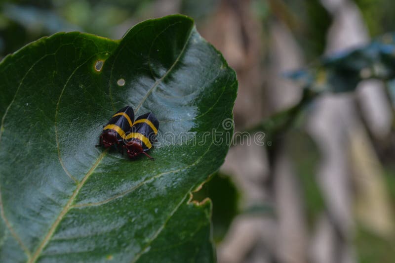 Two Insects Together about Sheet Stock Image - Image of vegetation ...