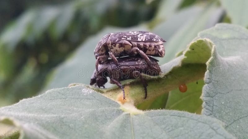 Two Insects on tree editorial stock image. Image of insects - 44832604
