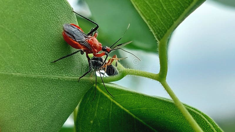 Two Insects, Where a Red-colored Insect is Seen Attacking and Eating a ...