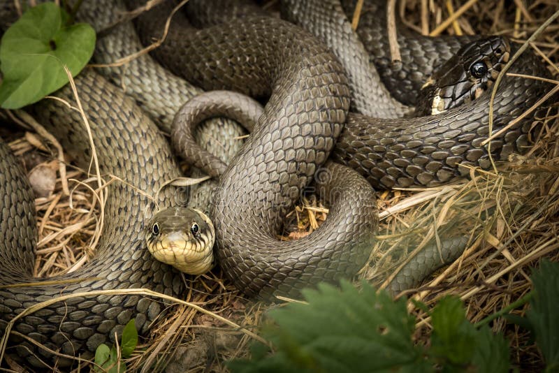 Two Intertwined Grass Snakes Lying in the Sun Stock Image - Image of ...