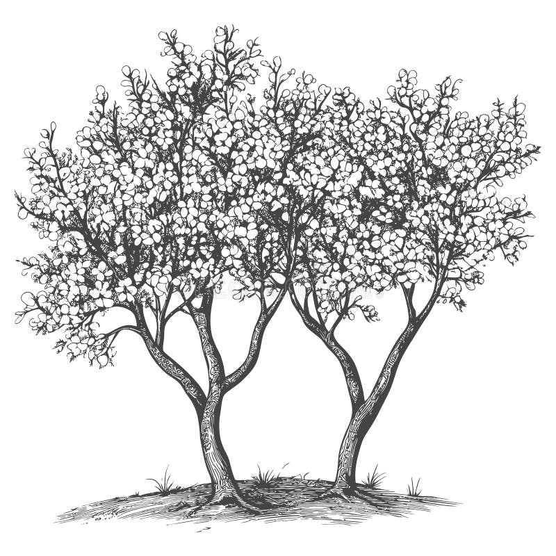 Elegant Pair of Blooming Trees, Hand-Drawn Illustration Stock Vector ...