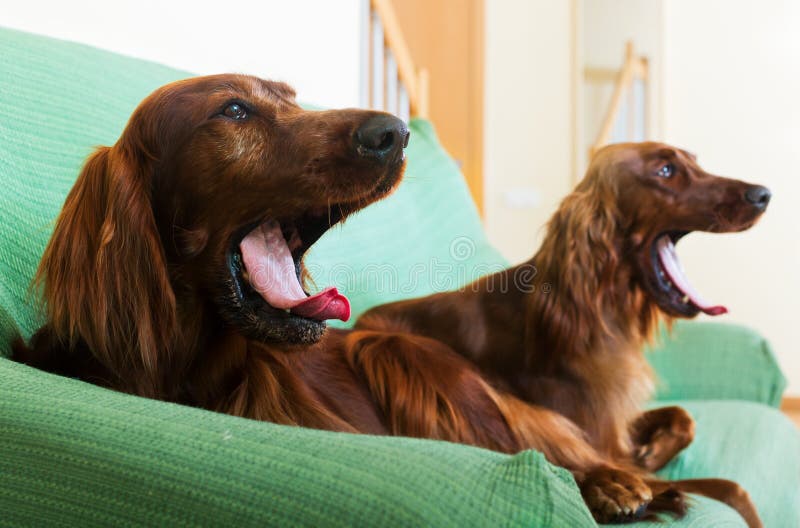 Two Irish Setters stock photo. Image of lupus, sotar - 43521678