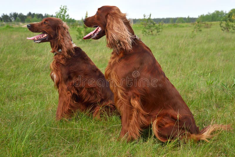 Two Irish setters stock image. Image of summer, outdoors - 78999423