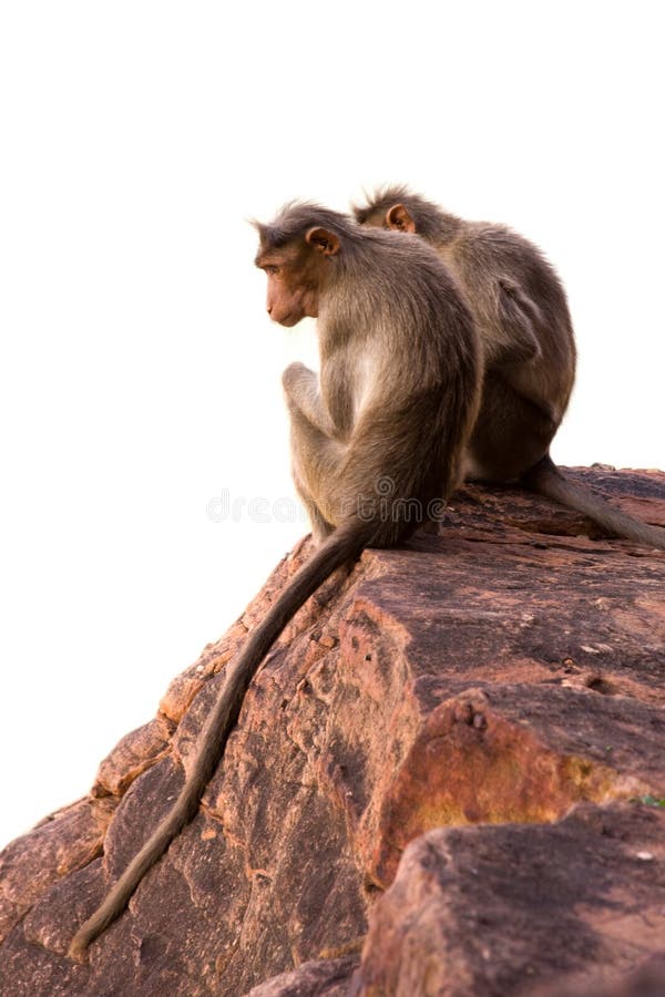Two isolated monkeys stock photo. Image of child, monkey - 7105564