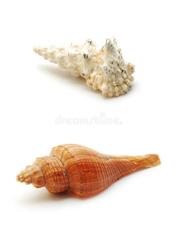 Two isolated shells stock photo. Image of tropics, macro - 8512782