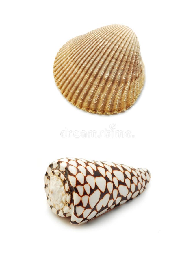 Sea shell on the beach stock photo. Image of marine, animal - 14421984