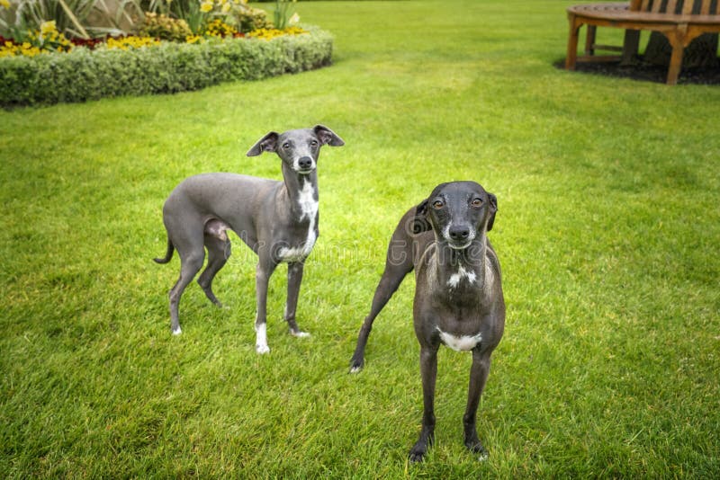 Two Italian Greyhounds Standing on the Grass Stock Image - Image of ...