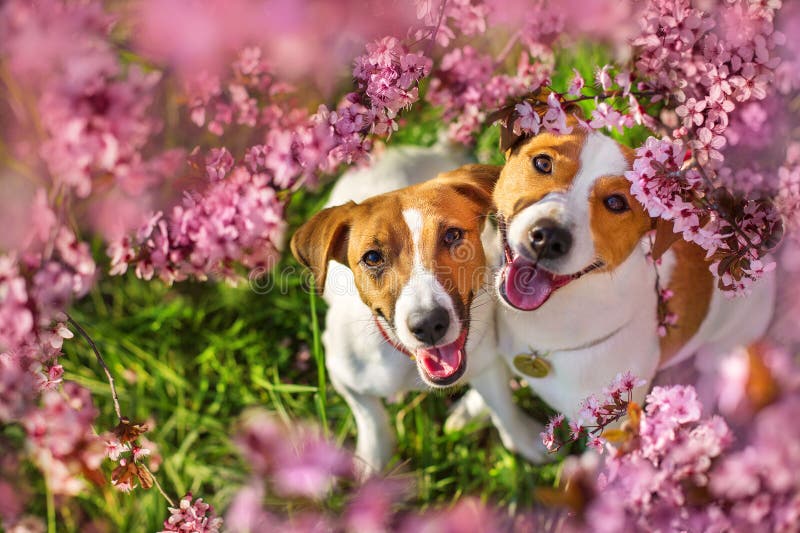 Two Jack Russel Terrier in Sakura Flowers Stock Photo - Image of animal ...