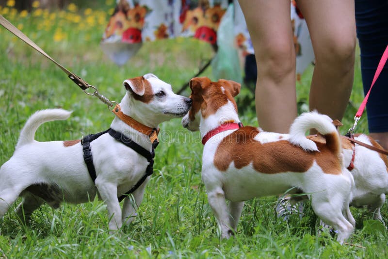 Two Jack Russell Terrier Dogs in Competition on a Green Field Stock ...