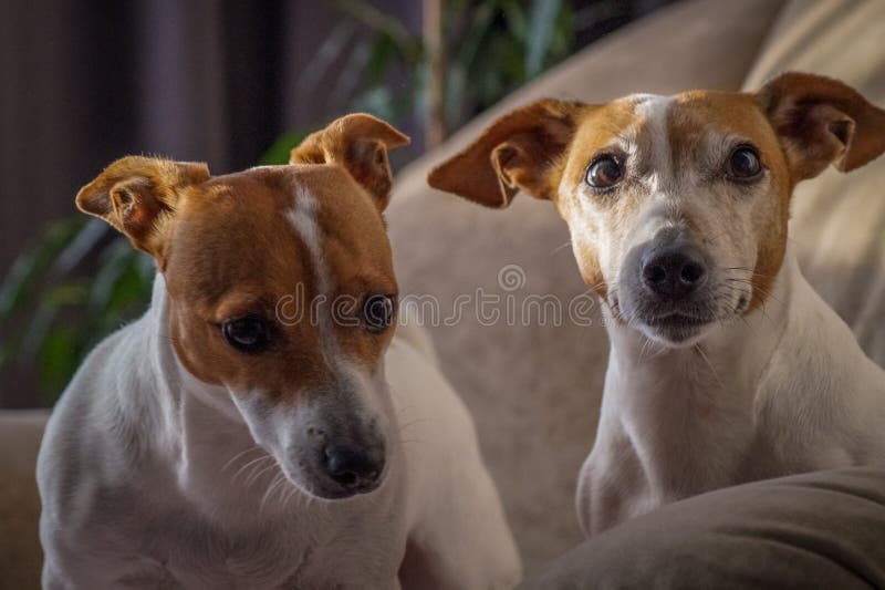 Two Jack Russell Terrier Dogs Sit in a Chair Stock Photo - Image of ...