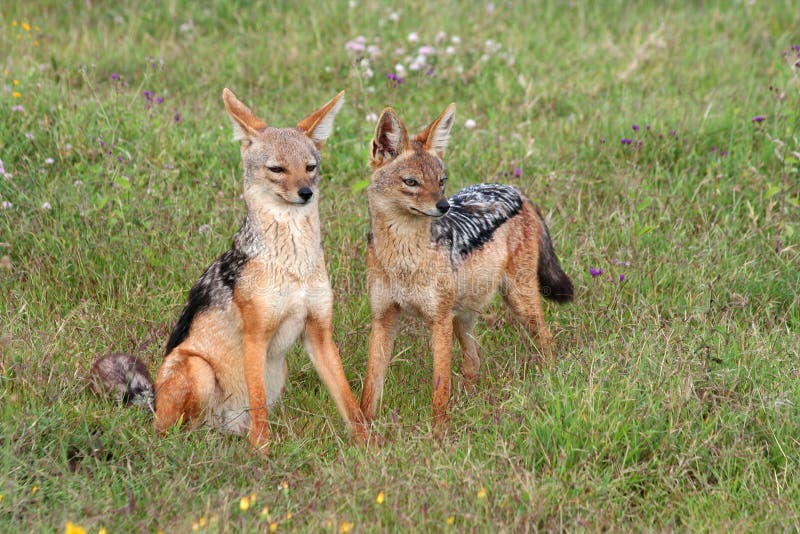 Two jackals stock photo. Image of conservation, outdoor - 8130578
