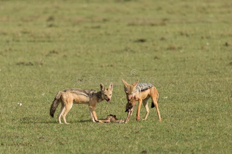 Two Jackals Devouring Their Kill Stock Image - Image of savannah ...