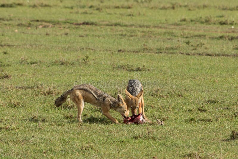 Two jackals and their kill stock photo. Image of meat - 109341884