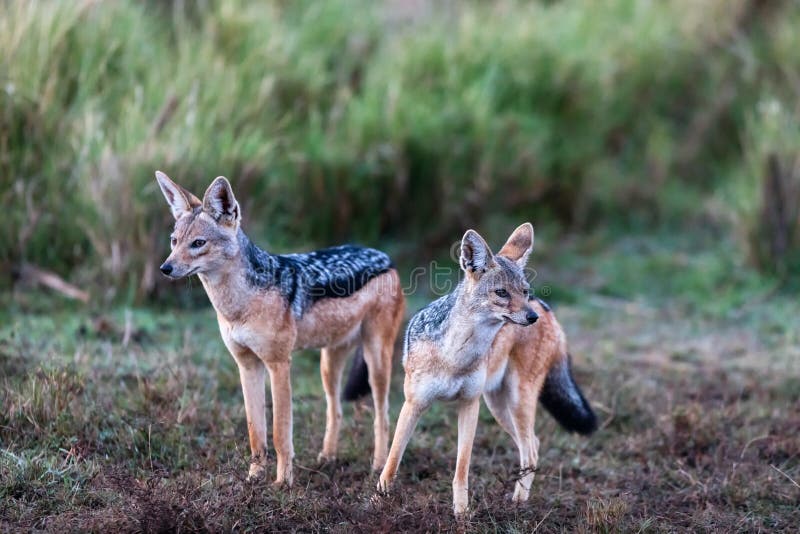 Two jackals stock photo. Image of mara, animal, wild - 98756288