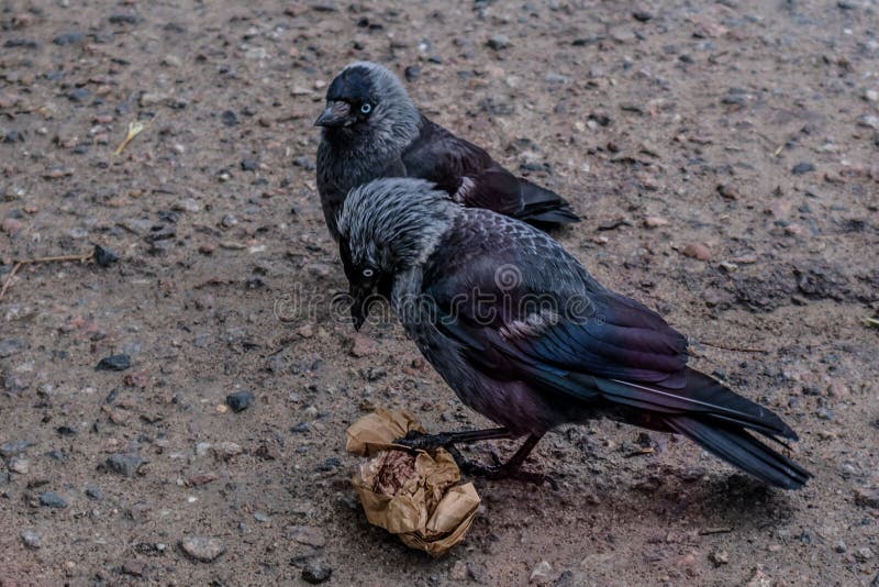 Two Jackdaw Birds Sitting on Asphalt Stock Image - Image of pollution ...
