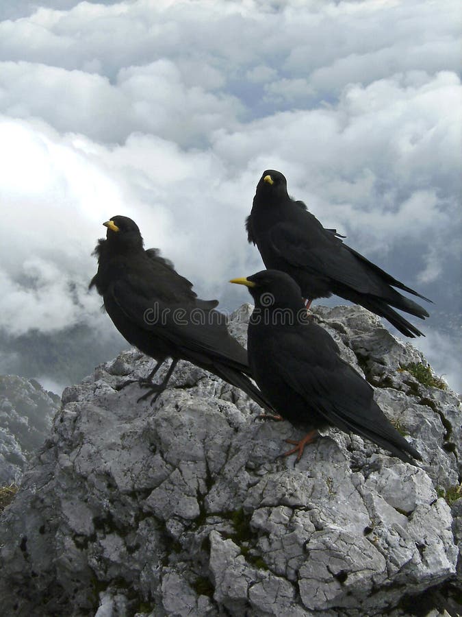 Three Jackdaws Corvus Monedula in the Mountains Stock Photo - Image of ...