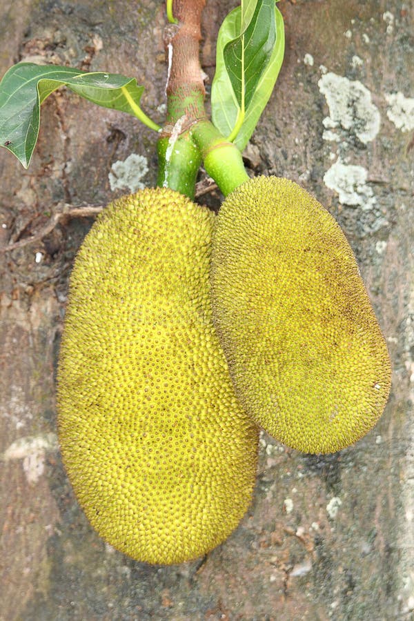 Two jackfruits stock image. Image of cultivation, jackfruit - 37566163