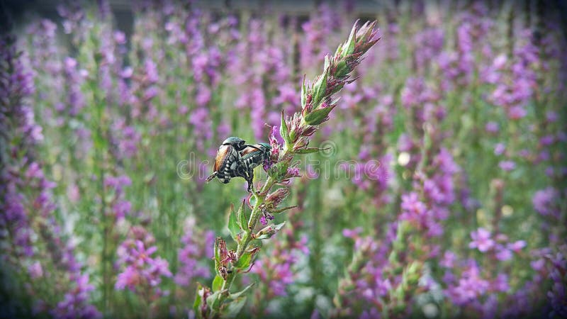 Two Japanese Beetles Mating Stock Image - Image of beetles, flower ...