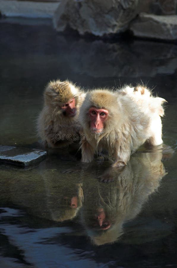 Two Japanese Macaque Monkeys in Hot Springs Stock Image - Image of snow ...