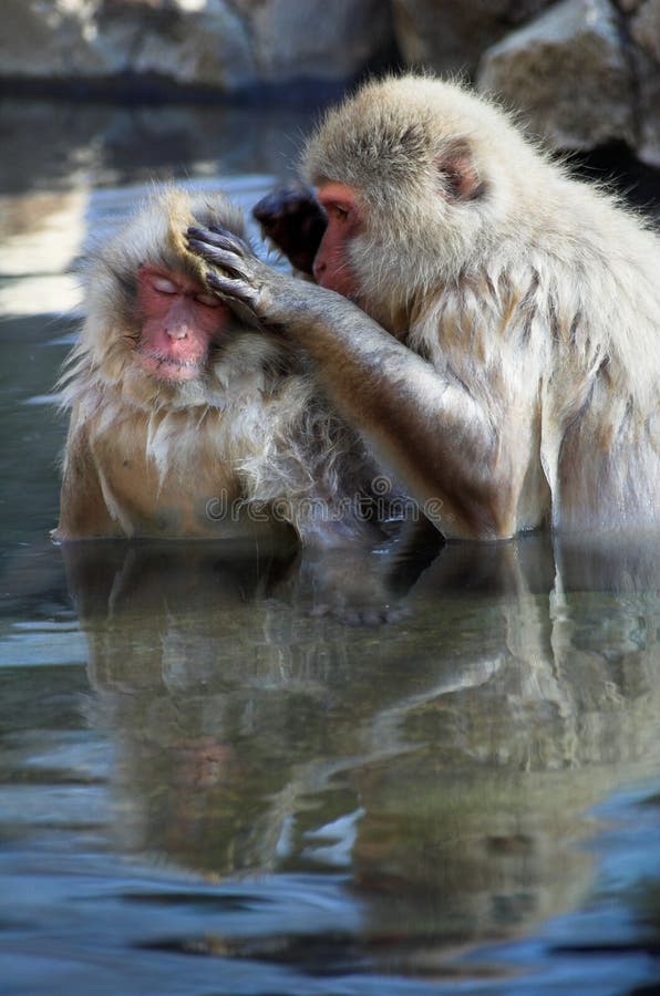 Two Japanese Macaque Monkeys in Hot Springs Stock Image - Image of snow ...
