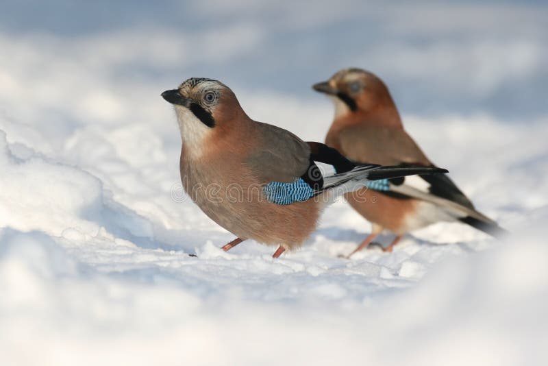 Two Turtle Doves stock image. Image of cozy, storm, bird - 210029671