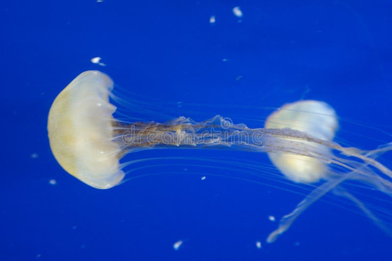 Two jellyfish stock image. Image of diving, enjoy, white - 5561913