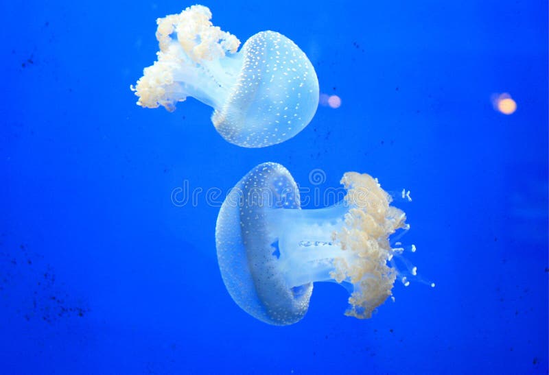 Two jellyfish stock photo. Image of underwater, beauty - 8478148