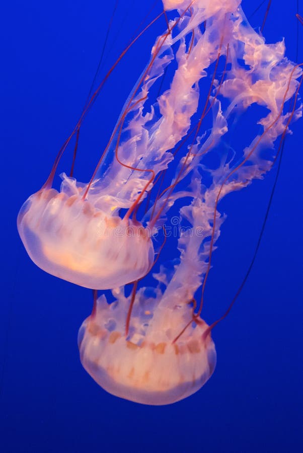 Two jellyfish stock photo. Image of fish, swimming, water - 40808394