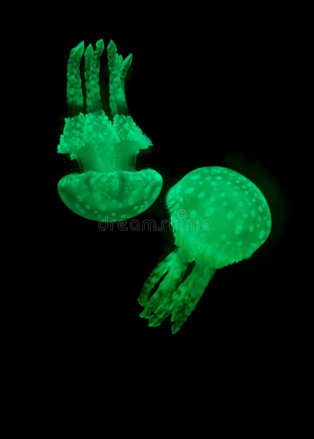 Two jellyfish stock photo. Image of marine, underwater - 8478148