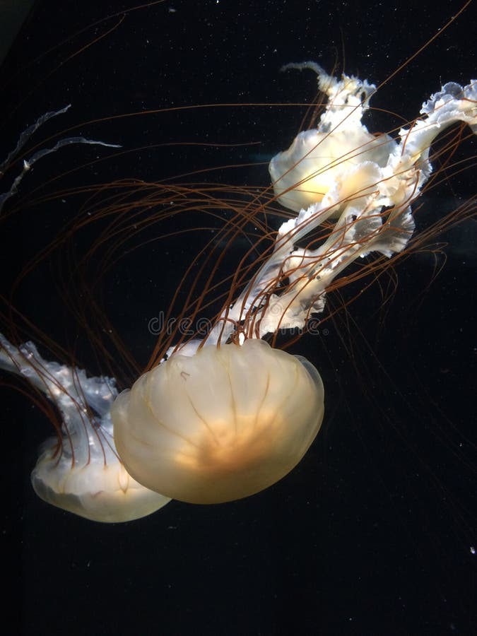 Jellies stock image. Image of jellies, graceful, jellyfish - 137258417