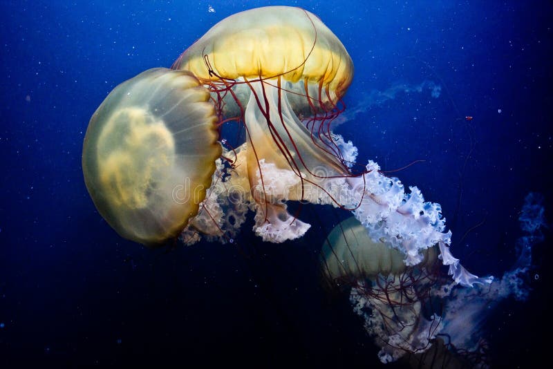 Two jellyfish stock photo. Image of marine, underwater - 8478148