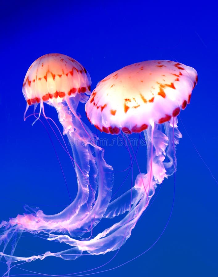 Two JellyFish stock image. Image of ocean, underwater - 357387405