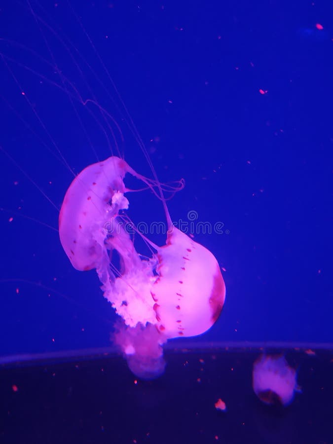 Jellyfish To Jellyfish. Two Purple Jellyfish Stock Photo - Image of ...
