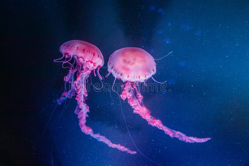 Two Jellyfish with Subtle Pink Hues Float in the Deep Blue Sea, Their ...