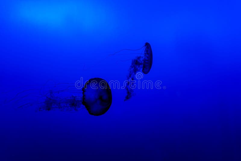 Two Jellyfish Swimming in a Deep Blue Ocean with a Serene and Calm ...