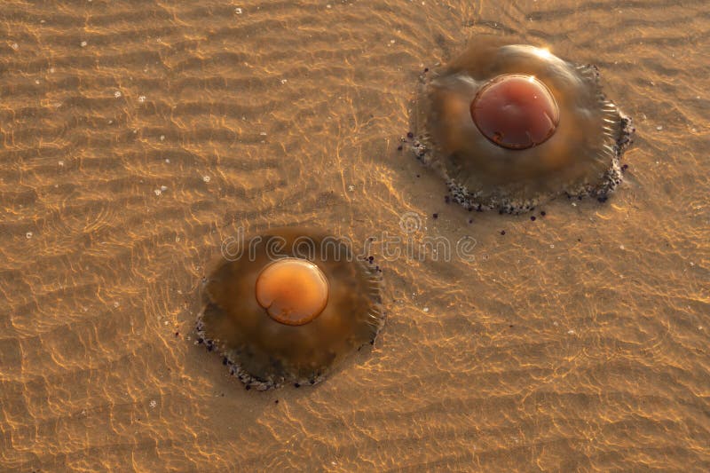 Two Jellyfish Swimming in Shallow Water Stock Image - Image of tropical ...