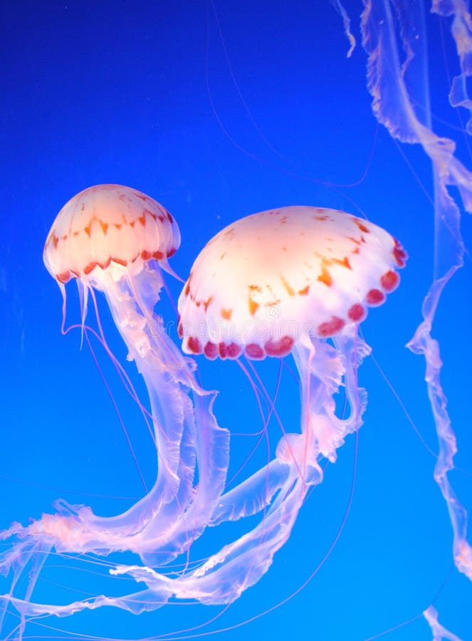 Two Jelly Fish stock image. Image of spotted, underwater - 334568149