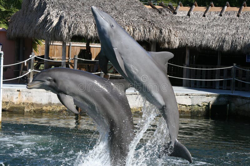 Two jumping dolphins stock image. Image of arctic, jumping - 229523939