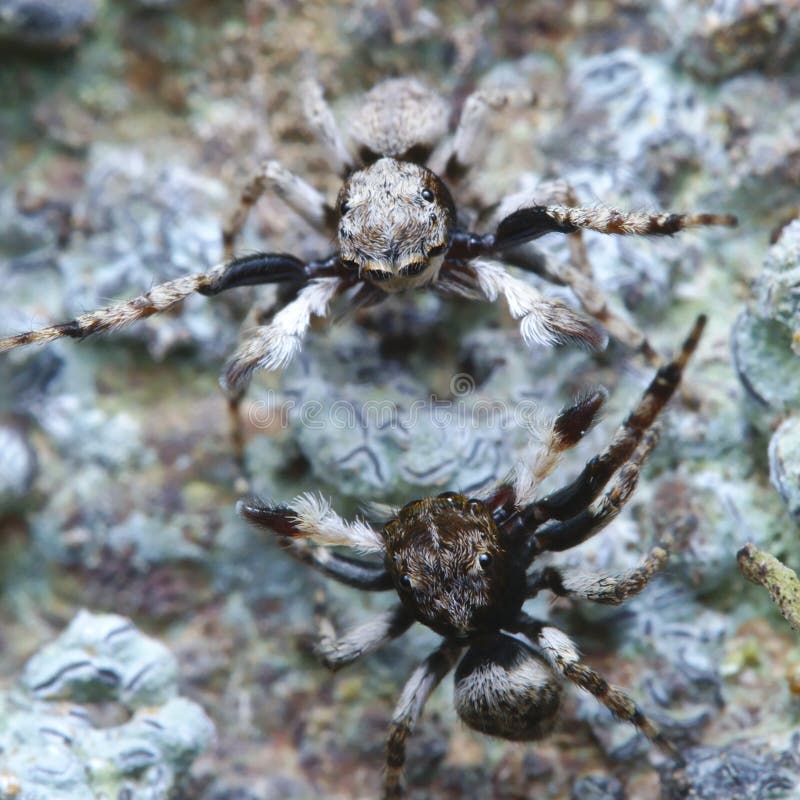 Two jumping spider stock image. Image of brown, nature - 153428201