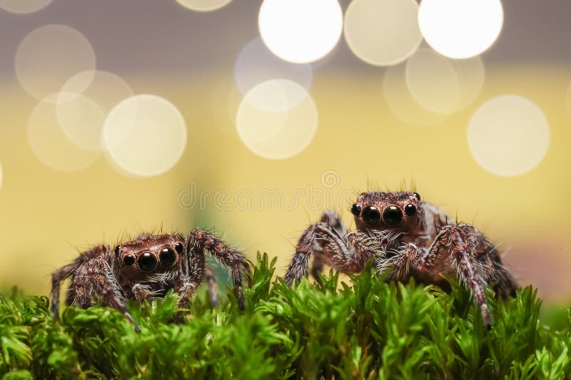 Two Jumping Spiders or Salticidae Crawling on a Moss Stock Photo ...