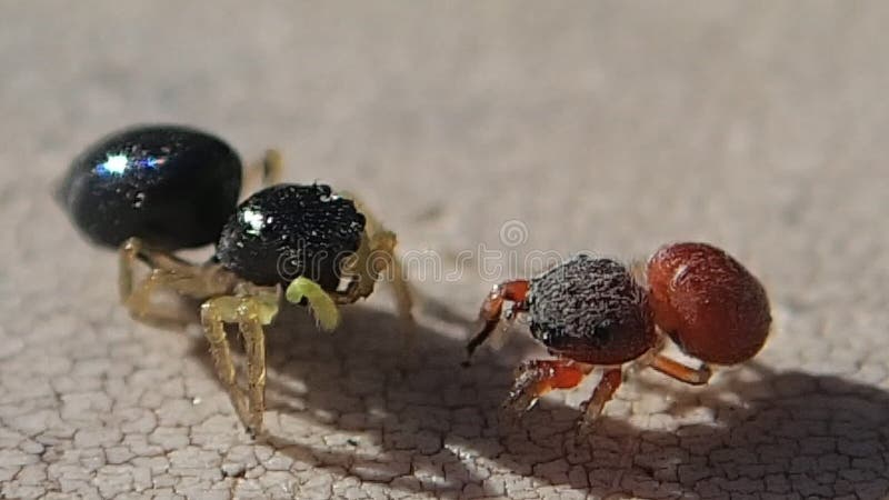 Two jumping spiders stock footage. Video of animal, wildlife - 102645594